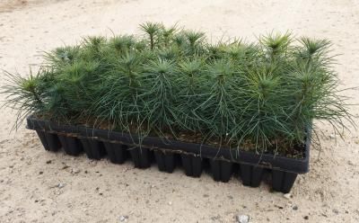 Eastern White Pine Seedlings - Full Flat of 50 Plants